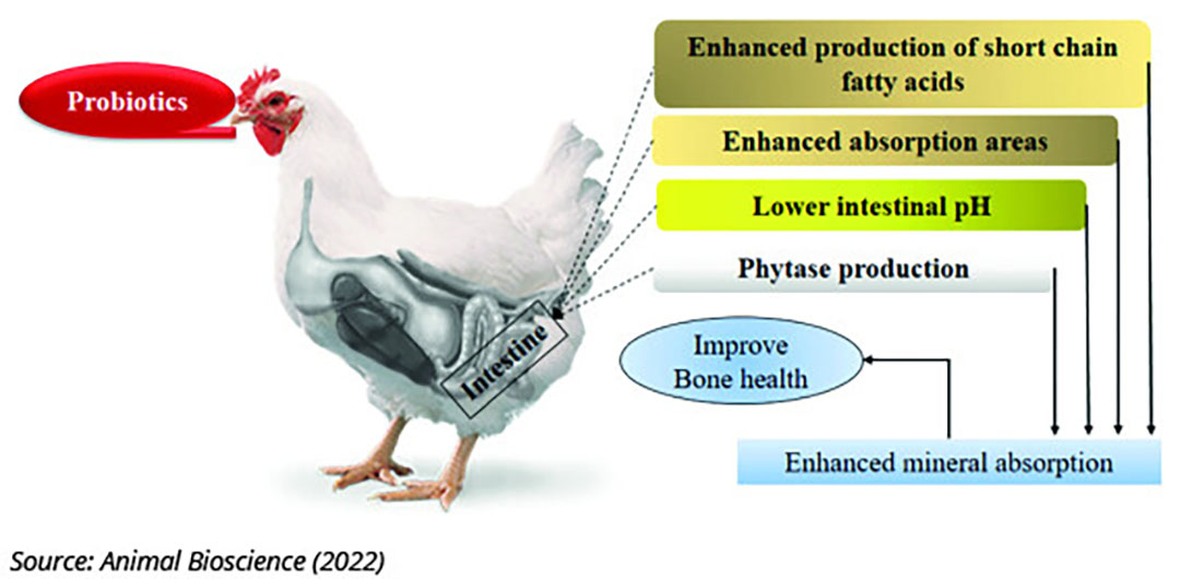Understanding probiotics as AGP alternatives in poultry - All About Feed Understanding probiotics as AGP alternatives in poultry - All About Feed