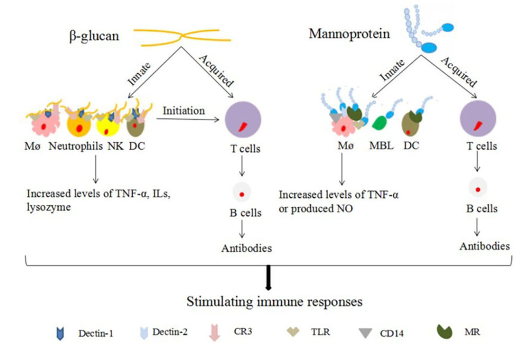 Yeast Cell Wall Not Just Mycotoxin Binder For Poultry All About Feed